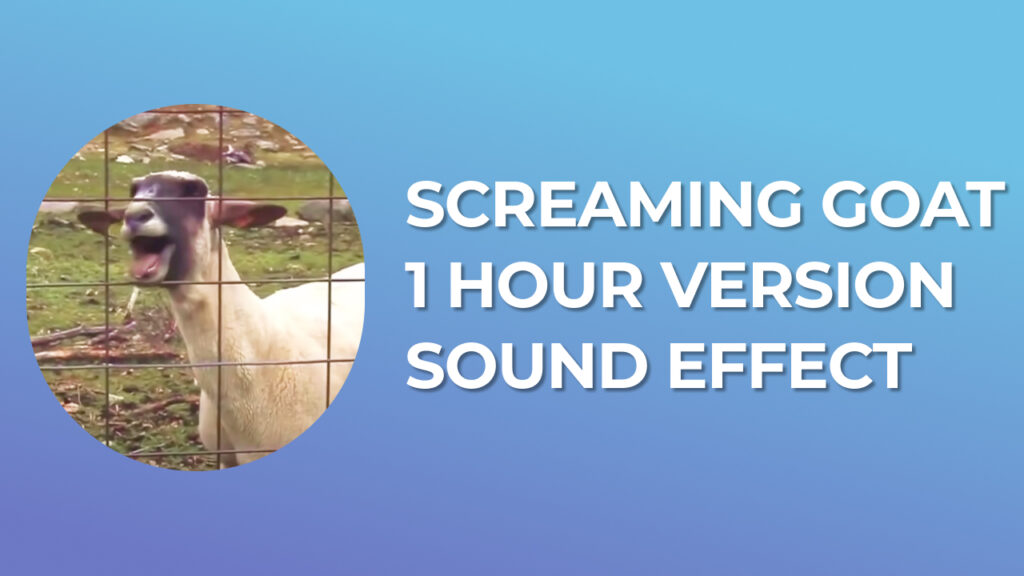 Screaming Goat 1 Hour Version Sound Effect - MP3 Download