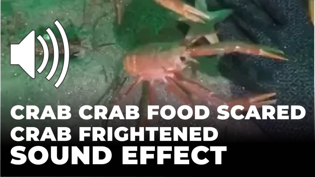 crab crab food scared crab frightened Sound Effect - Free Mp3