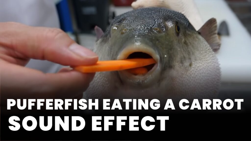 Pufferfish Eating A Carrot Sound Effect - MP3 Download