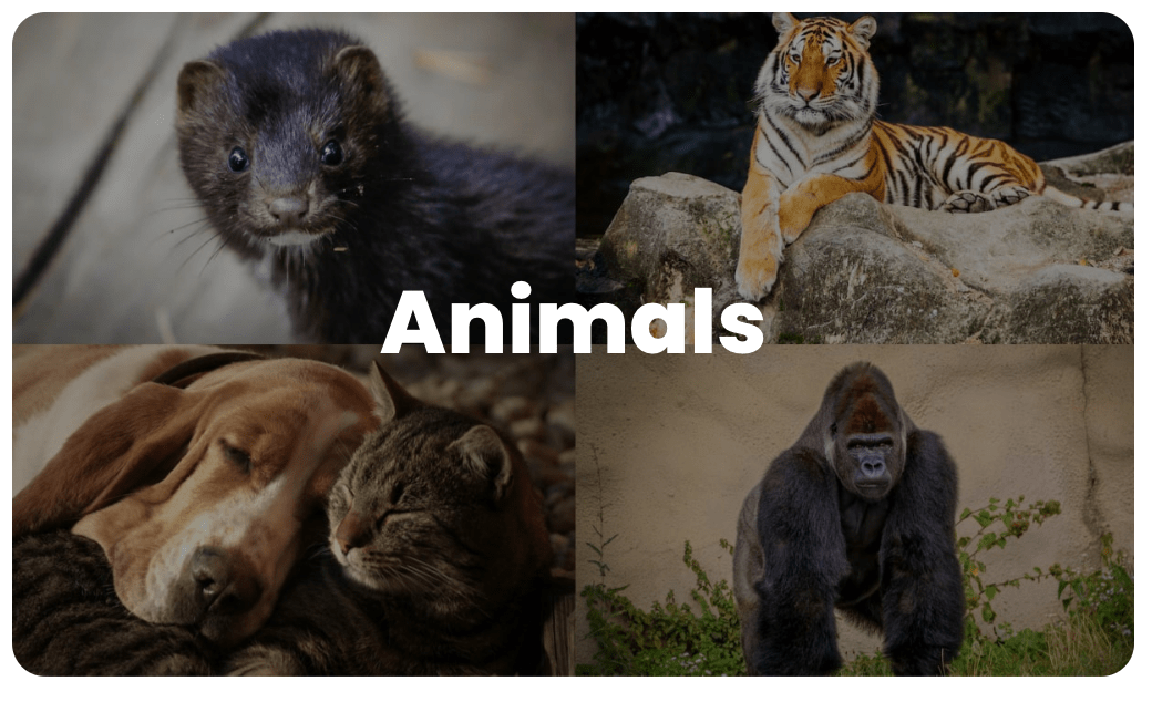 Animals Soundboard - Animal Sounds MP3 Download