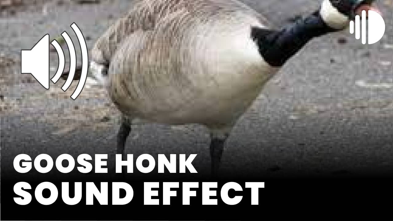 Goose Honk Sound Effect - MP3 Download
