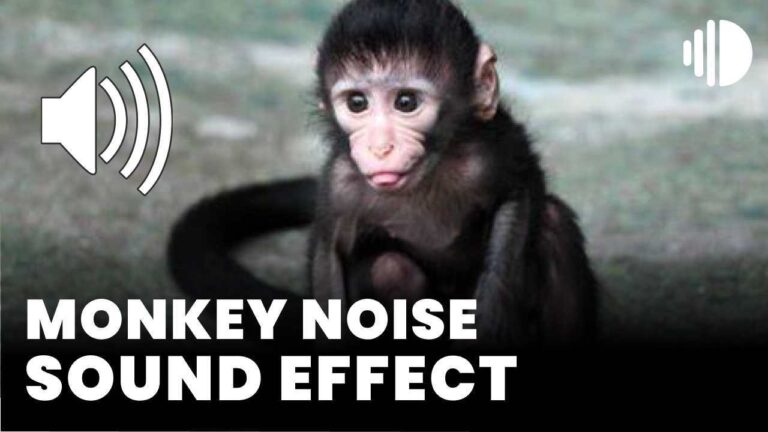 Monkey Noise - MP3 Download