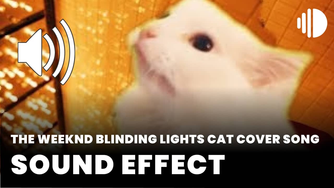 The Weeknd Blinding Lights Cat Cover Song Sound Effect - Free