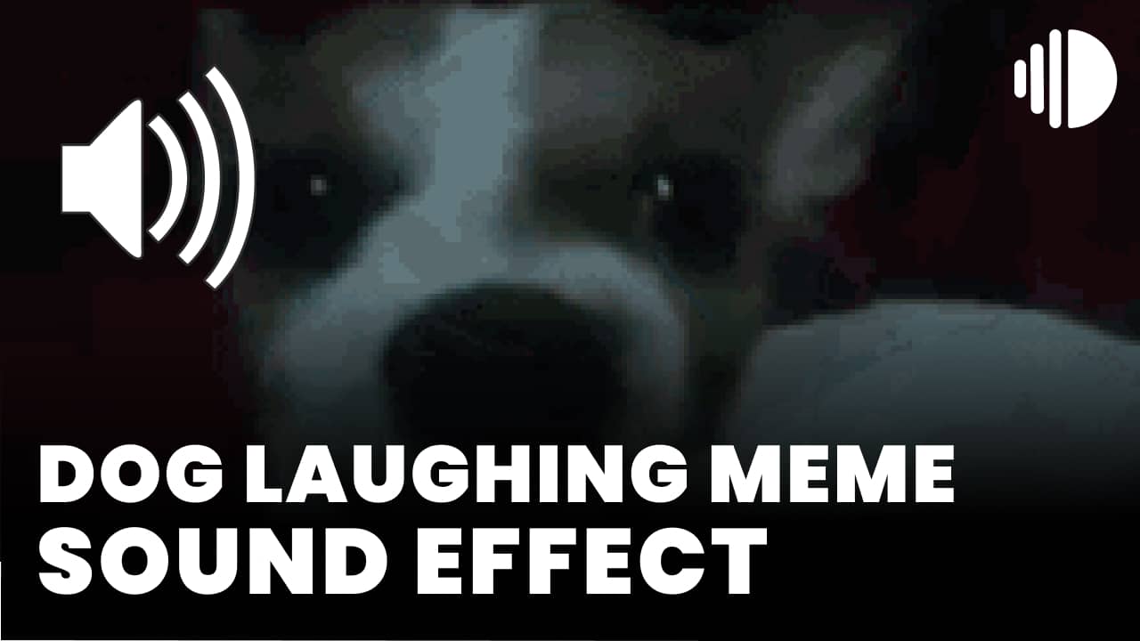 Dog laughing meme - MP3 Download
