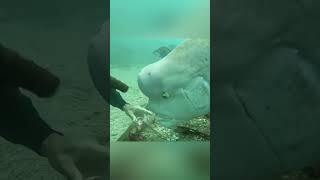 Big Fish mp3 - MP3 Download