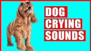 Dog Crying Puppy Crying Sound Effect Sound Effect - Download