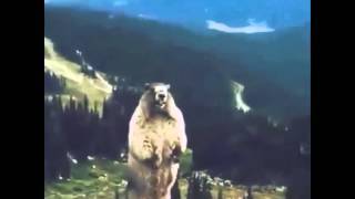Screaming Groundhog meme - MP3 Download