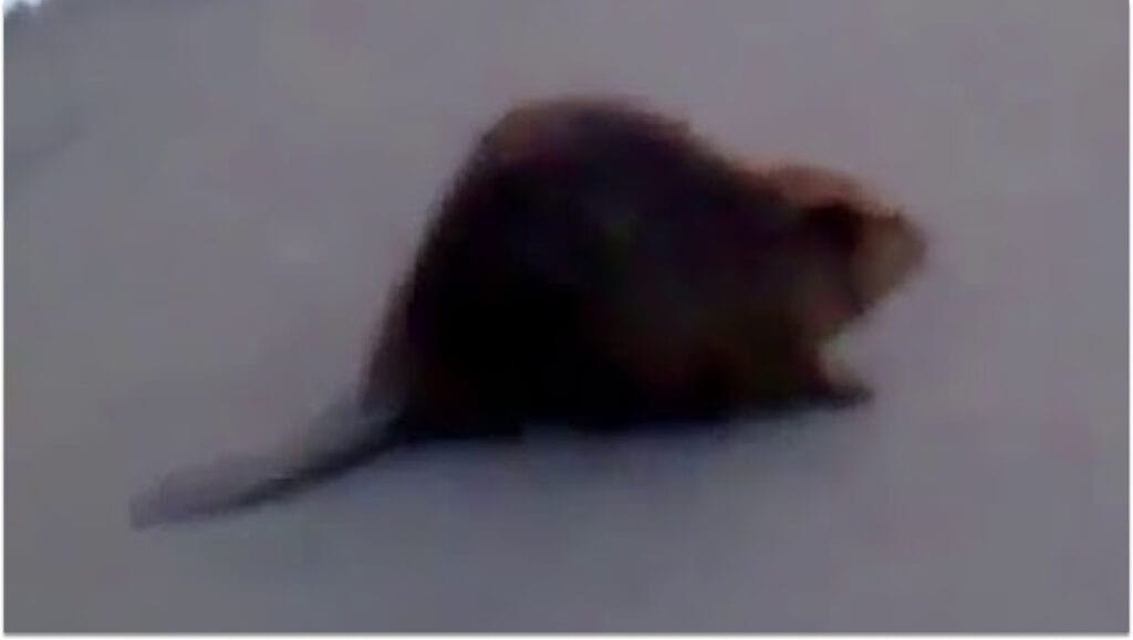 scoobi do meme - Sound Effect MP3 Download