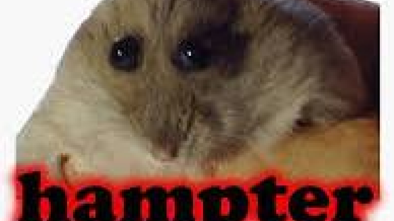 Hampter meme - MP3 Download