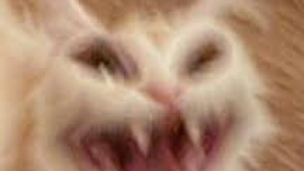 Screaming cat meme sound - MP3 Download