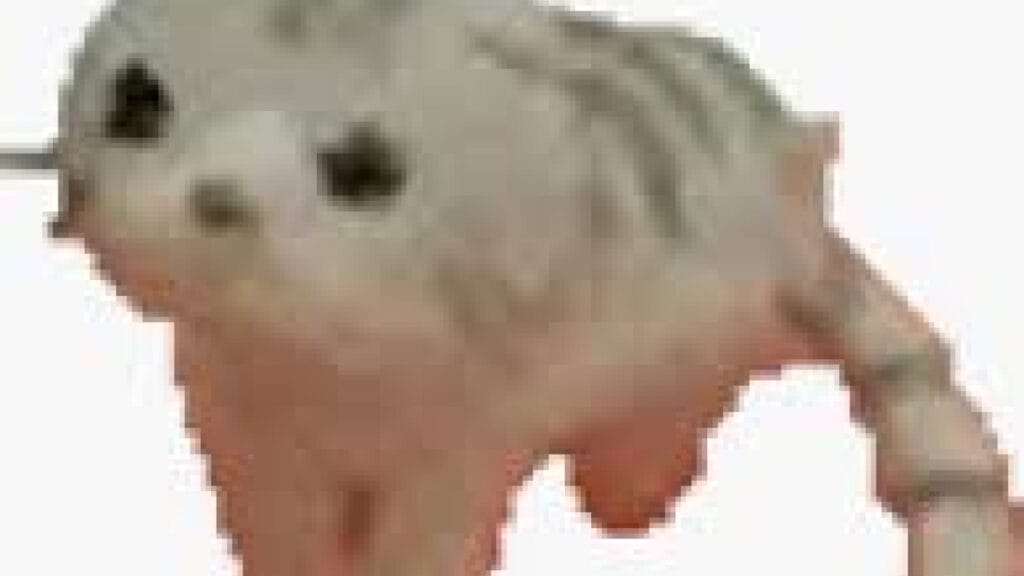 Wiwiwi Cat meme - MP3 Download