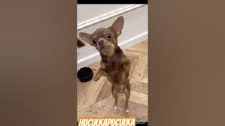 Bomboclat pussyclat razzclat - MP3 Download