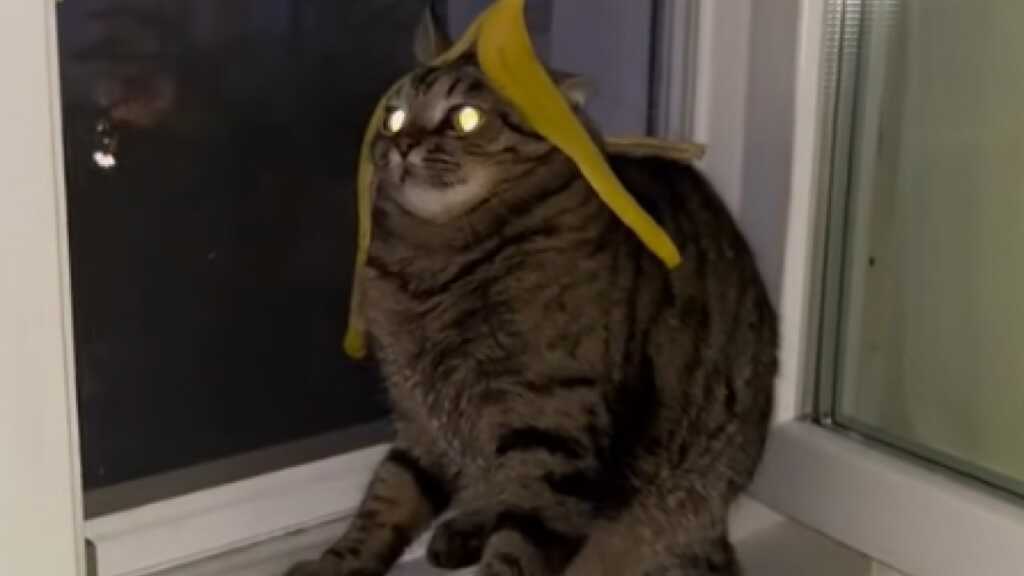 Ahlelele ahlelas meme Sound Effect - MP3 Download