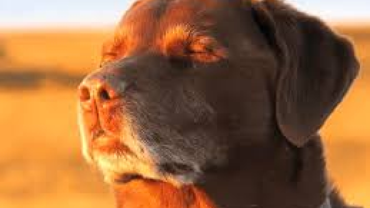 Download Meme Sounds For Youtube Videos