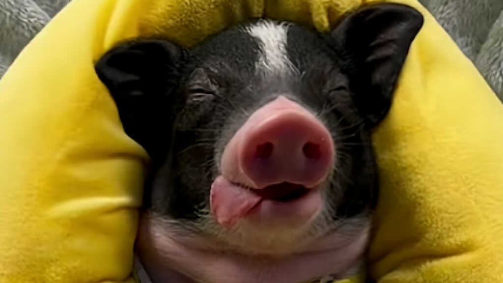 Explosion Meme Sound Effect - MP3 Download