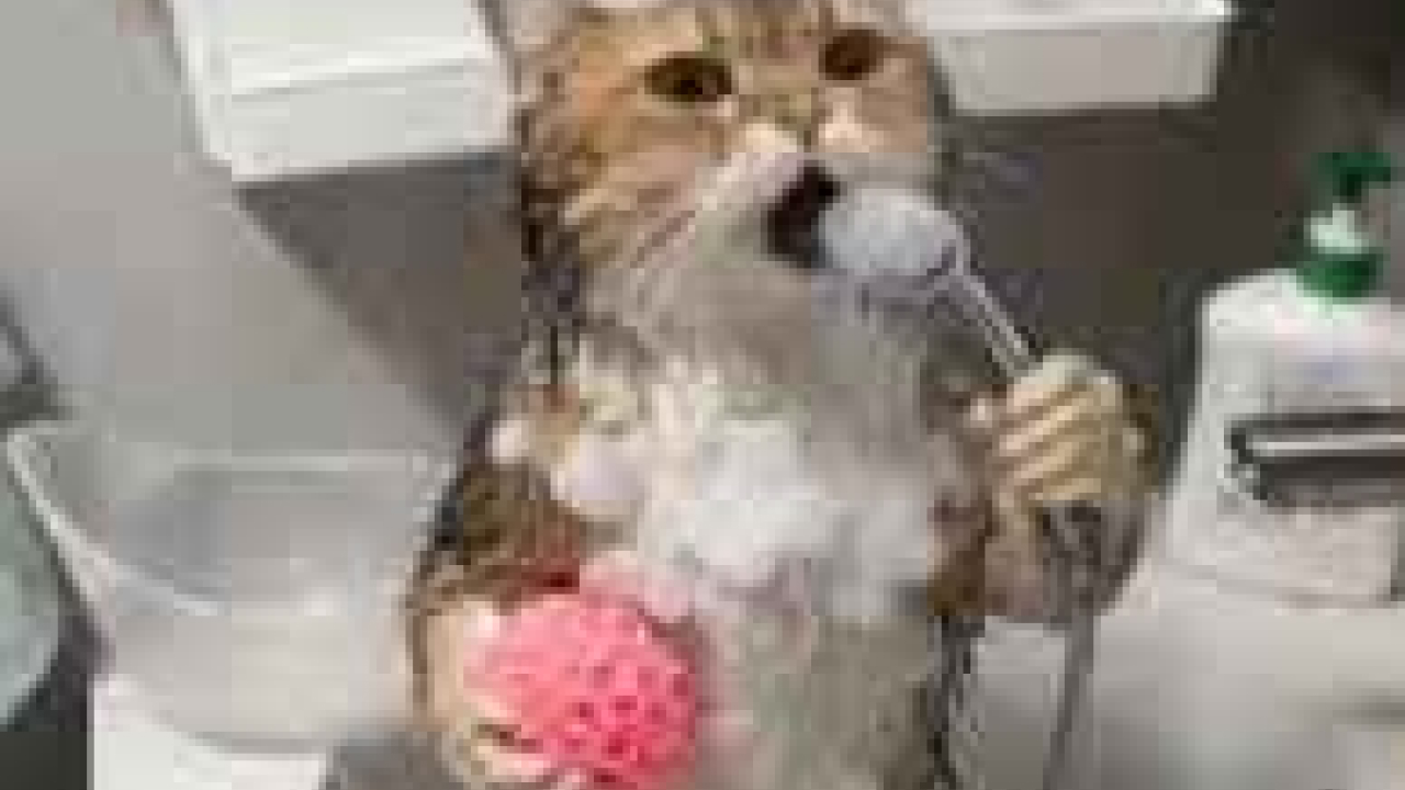 Munchkin cat singing oh oh La la - MP3 Download