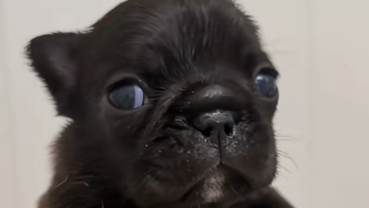 Chicken jockey - MP3 Download