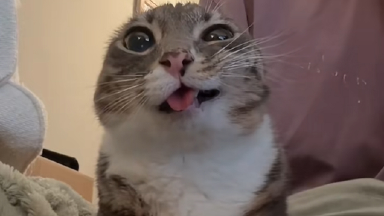 I’m a bout to eat this Chick-fil-A - MP3 Download