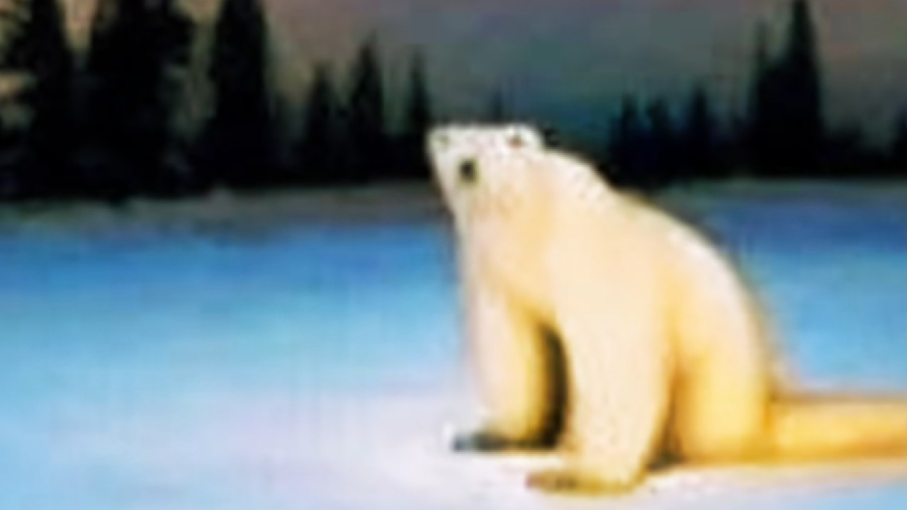 Scary bear - MP3 Download