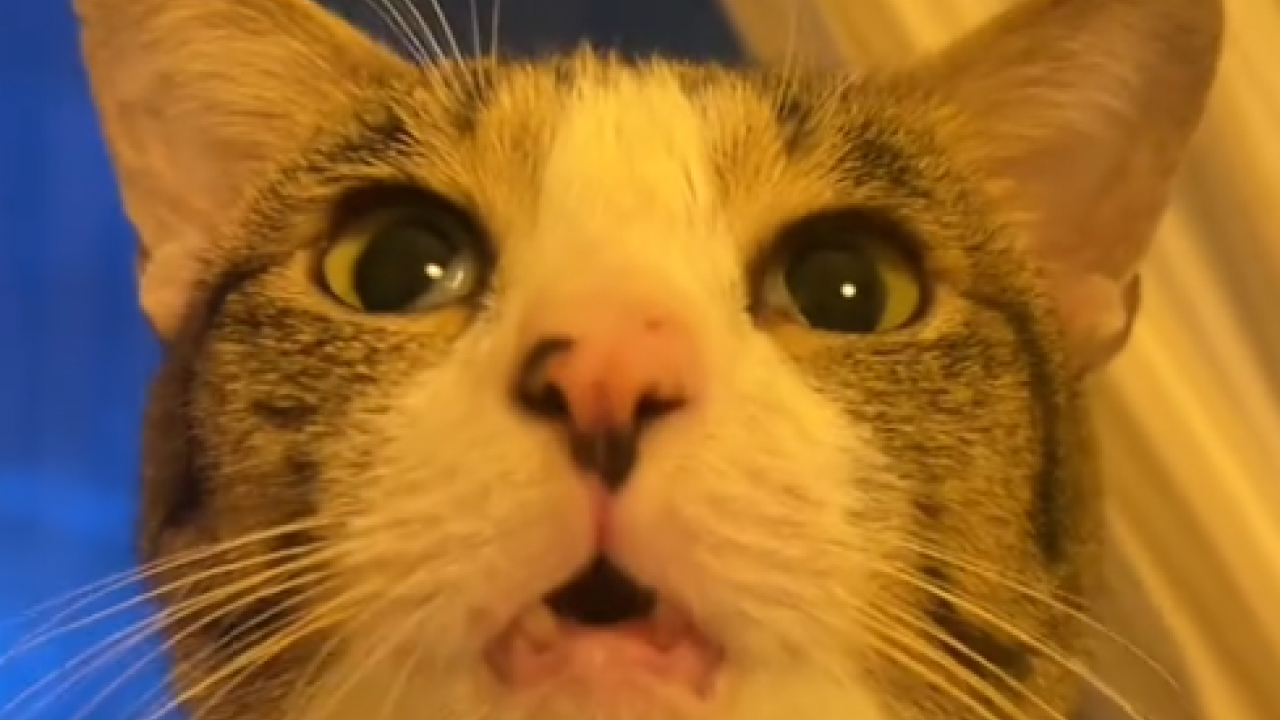 Scary bear - MP3 Download