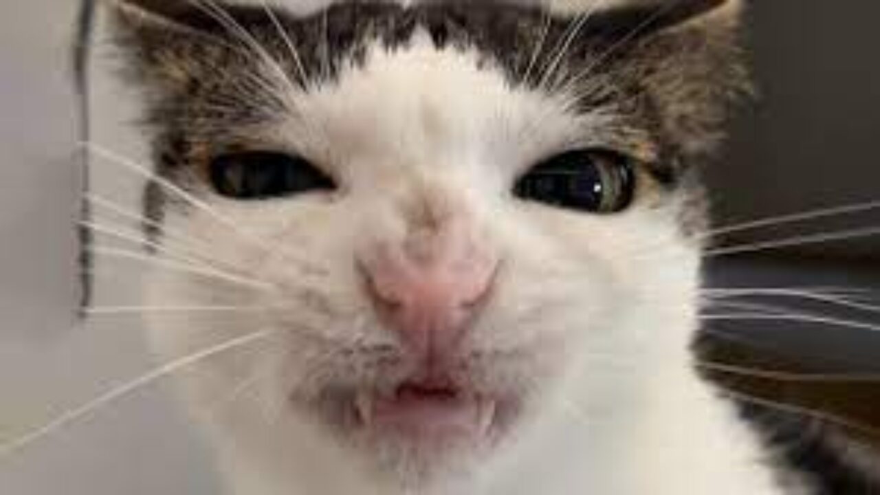 Crunchy Cat - Download Free MP3