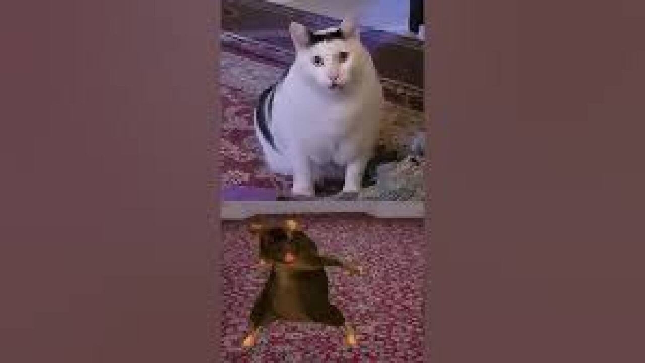 Rat x Huh Cat Meme - MP3 Download